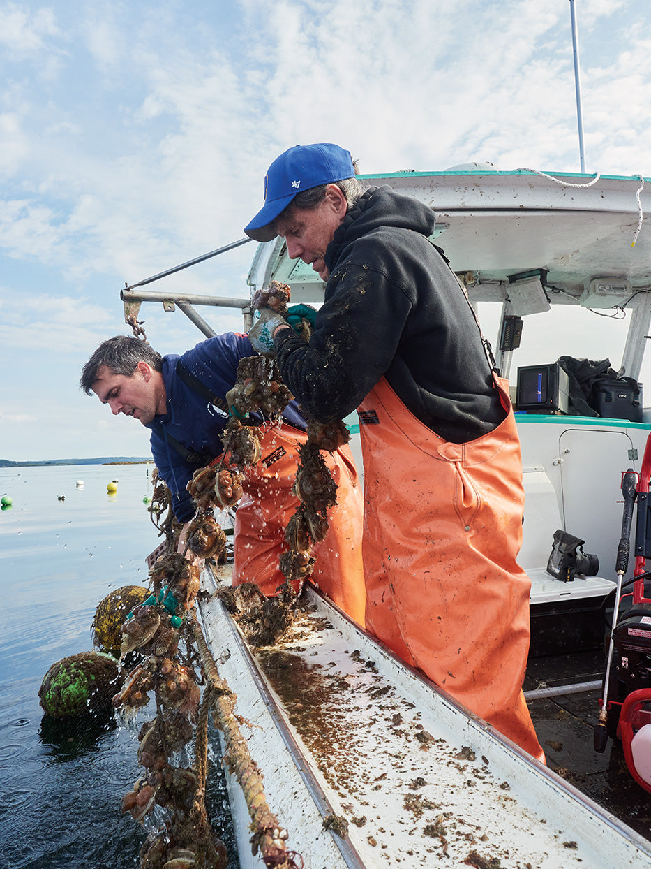 "Farmed Scallops Take Root in Maine's Waters" - Maine Magazine ...